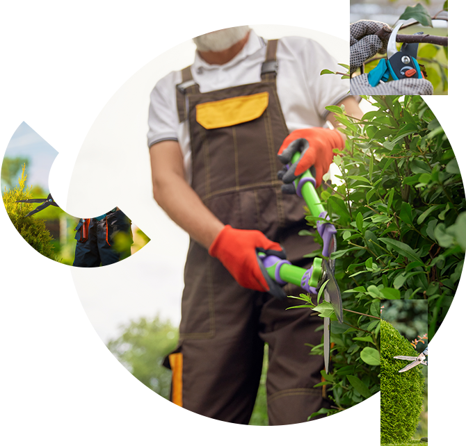Tree Pruning and Trimming in Olympia, WA | Eagle Landscaping Services